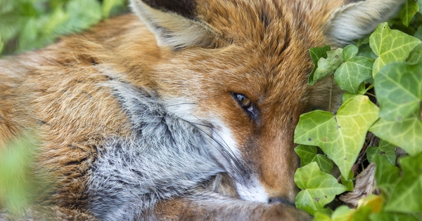 Calendrier 2026 Un autre sauvage