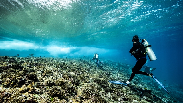 Structures for preserving coral species