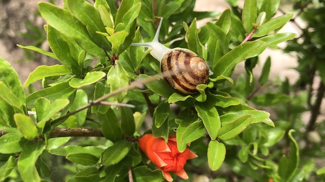La Coquille Aixoise, escargots bio à Aix.