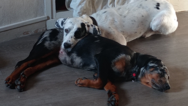 Créer une boutique locale pour chiens et chats à Chamalières