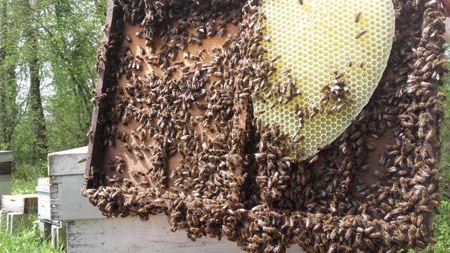 Isabelle Rozé - Ulule