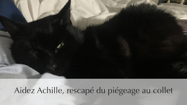 Achille, rescapé du piégeage au collet