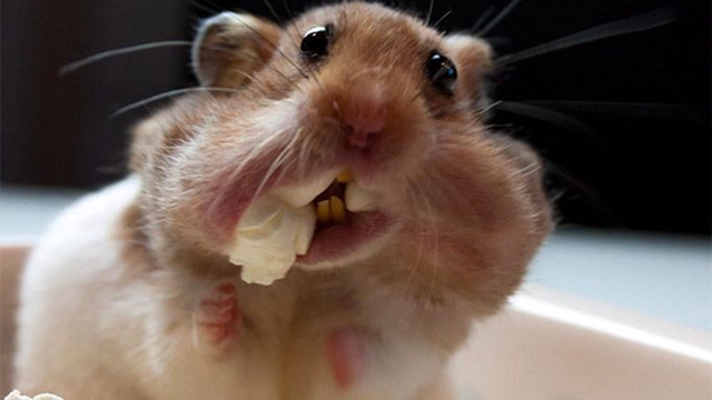 coup de pouce pour le rendez vous des lichous - Ulule