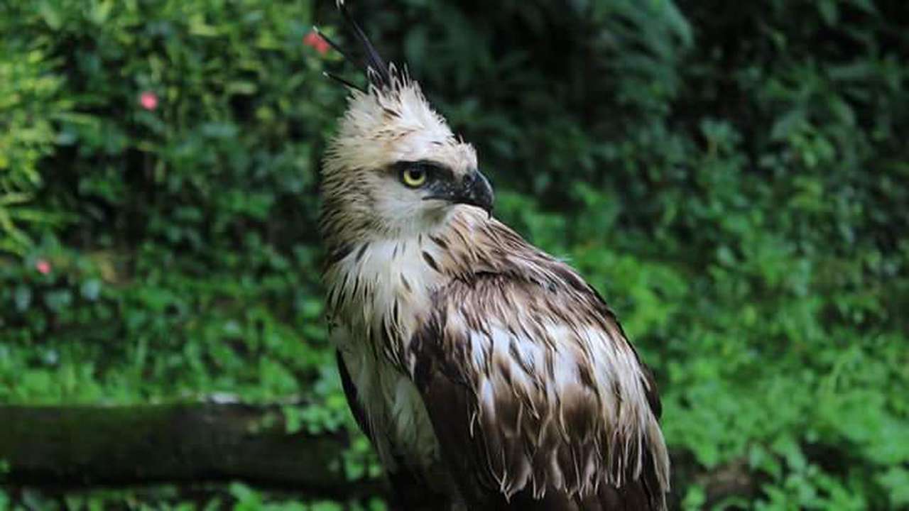 Let's adopt an eagle!