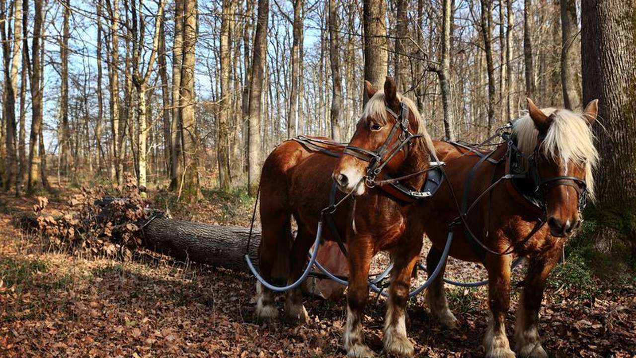1ère Manifestation de présentation des animaux de travail!
