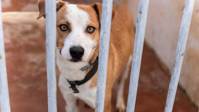 Collecte de dons Terrenito France