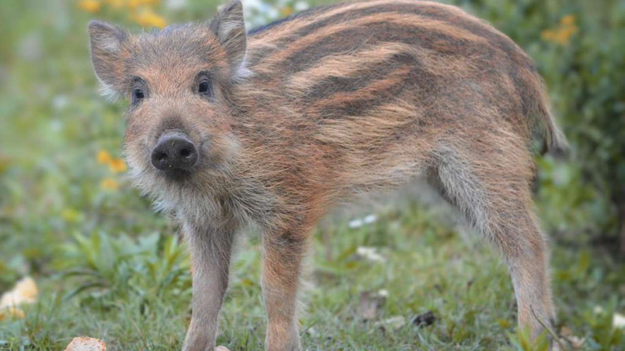 Espace naturel protégé et sangliers à sauver ! - Ulule