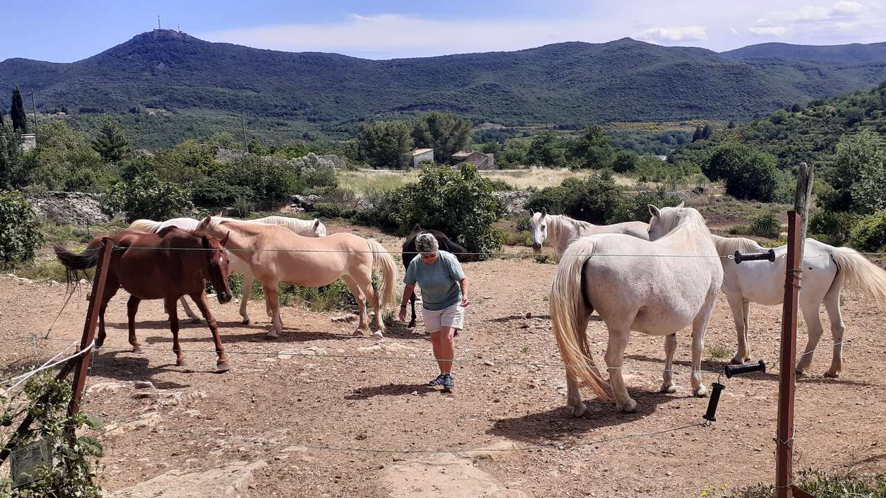 SOS Soigner Nourrir et Sauver les Chevaux de l'Association