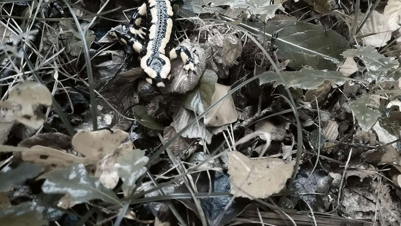 Une serre pour notre terrain en permaculture!