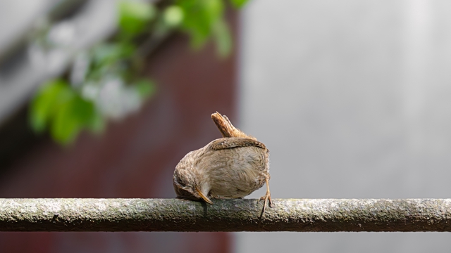 Paris Nature 20e : Le Peuple Invisible et Discret du 20e
