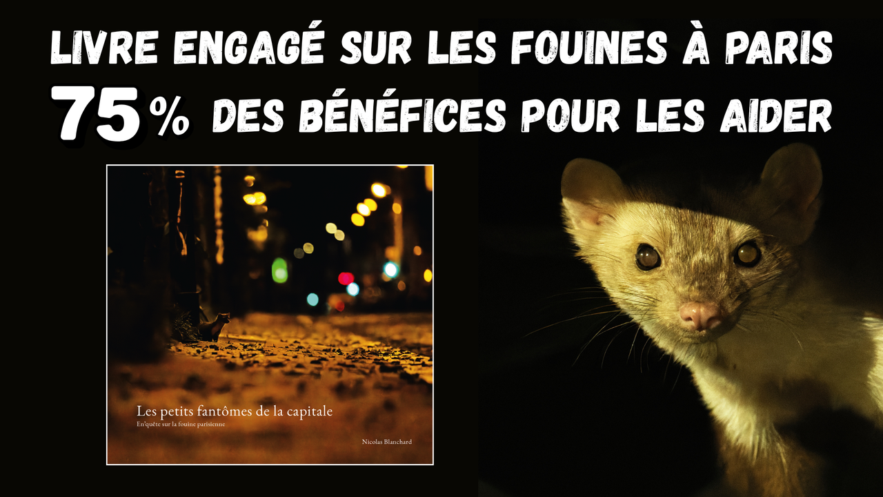 Des fouines à Paris - Roman photographique - Ulule