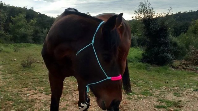 Equi-Etho création