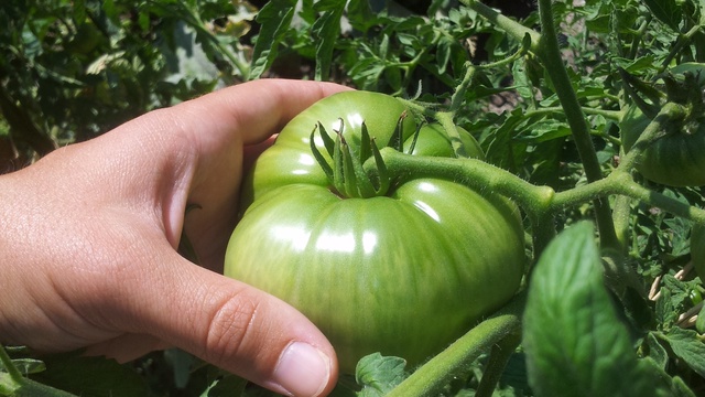The Vegetable Garden of the Forgotten Varieties