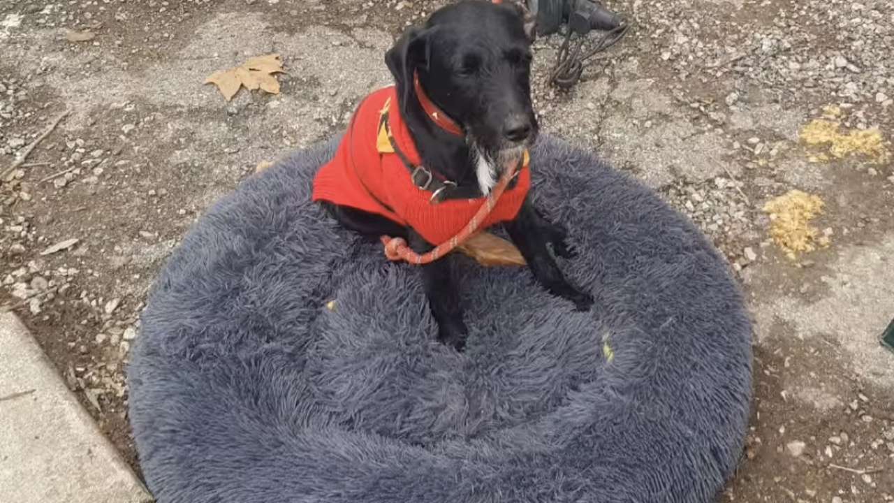 Une famille pour Scotty 🤍