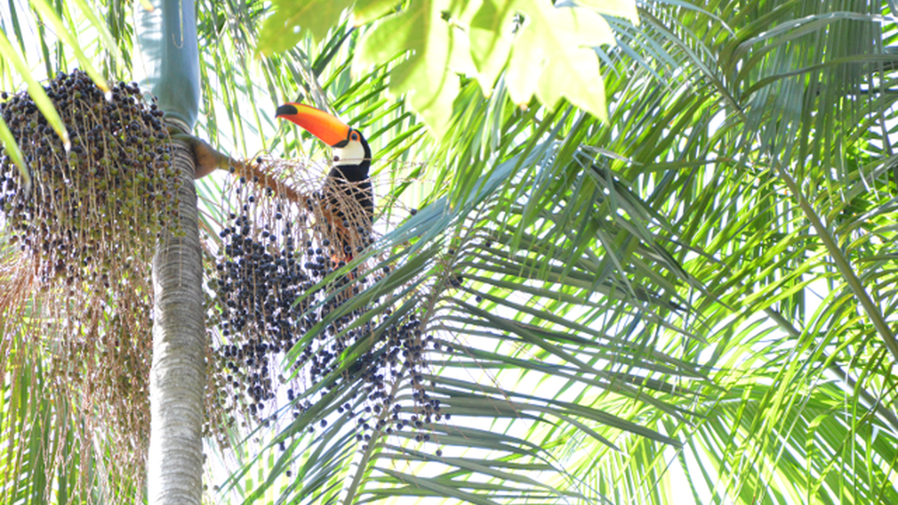 Colloque "Erosion de la Biodiversité" Montpellier