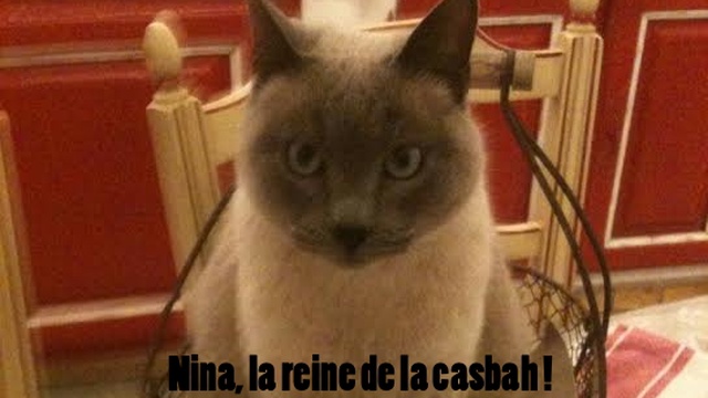 Nina, la reine de la casbah