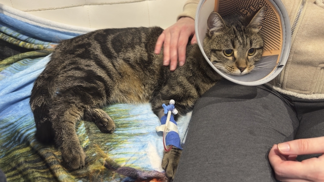 Aidez Luky à vaincre le cancer