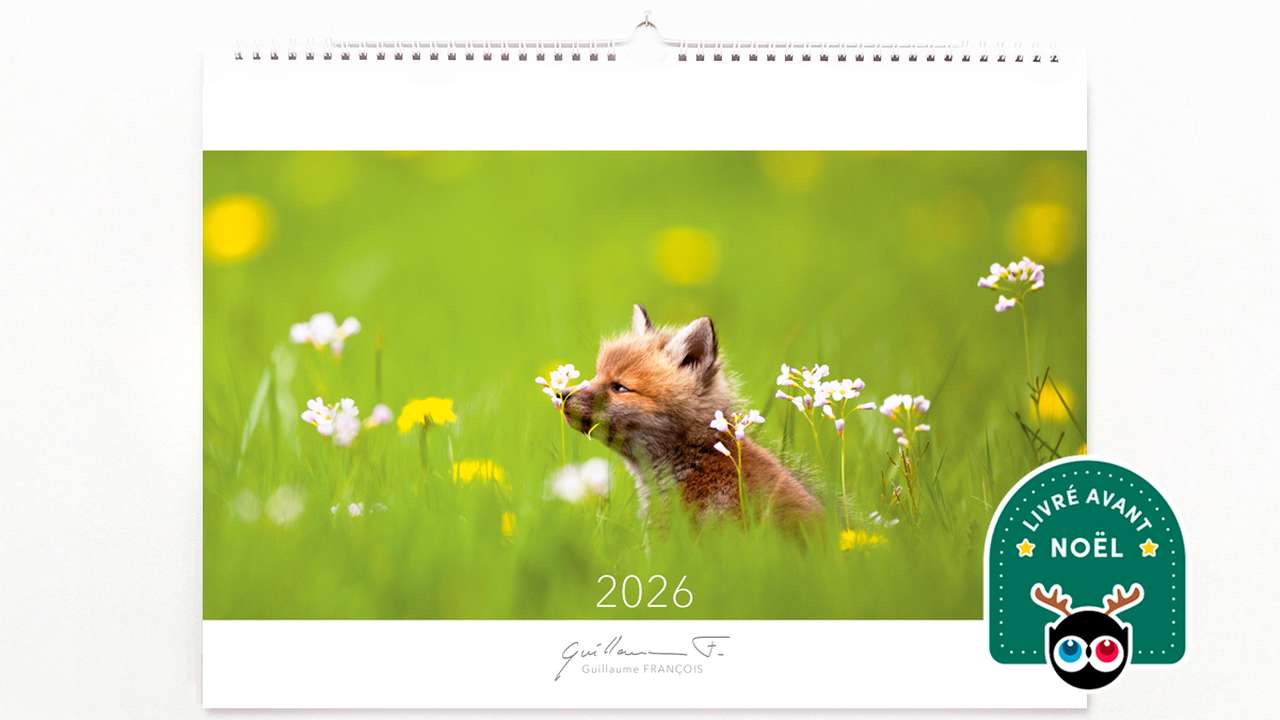 Calendrier d'art 2026 engagé pour la nature - Ulule