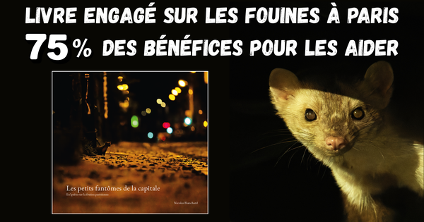 Des fouines à Paris - Roman photographique - Ulule