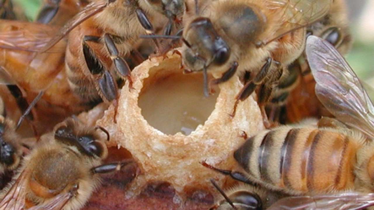 LES RUCHERS DE FLORINE