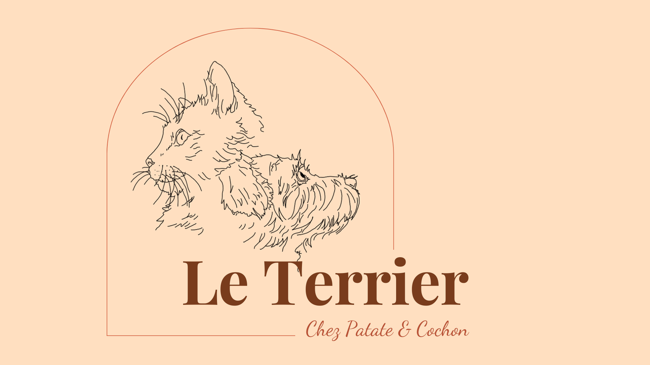 Lancement d'un Concept Store pour chat et chien à Paris.