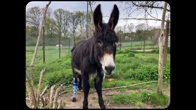 Une nouvelle prothèse pour Botter