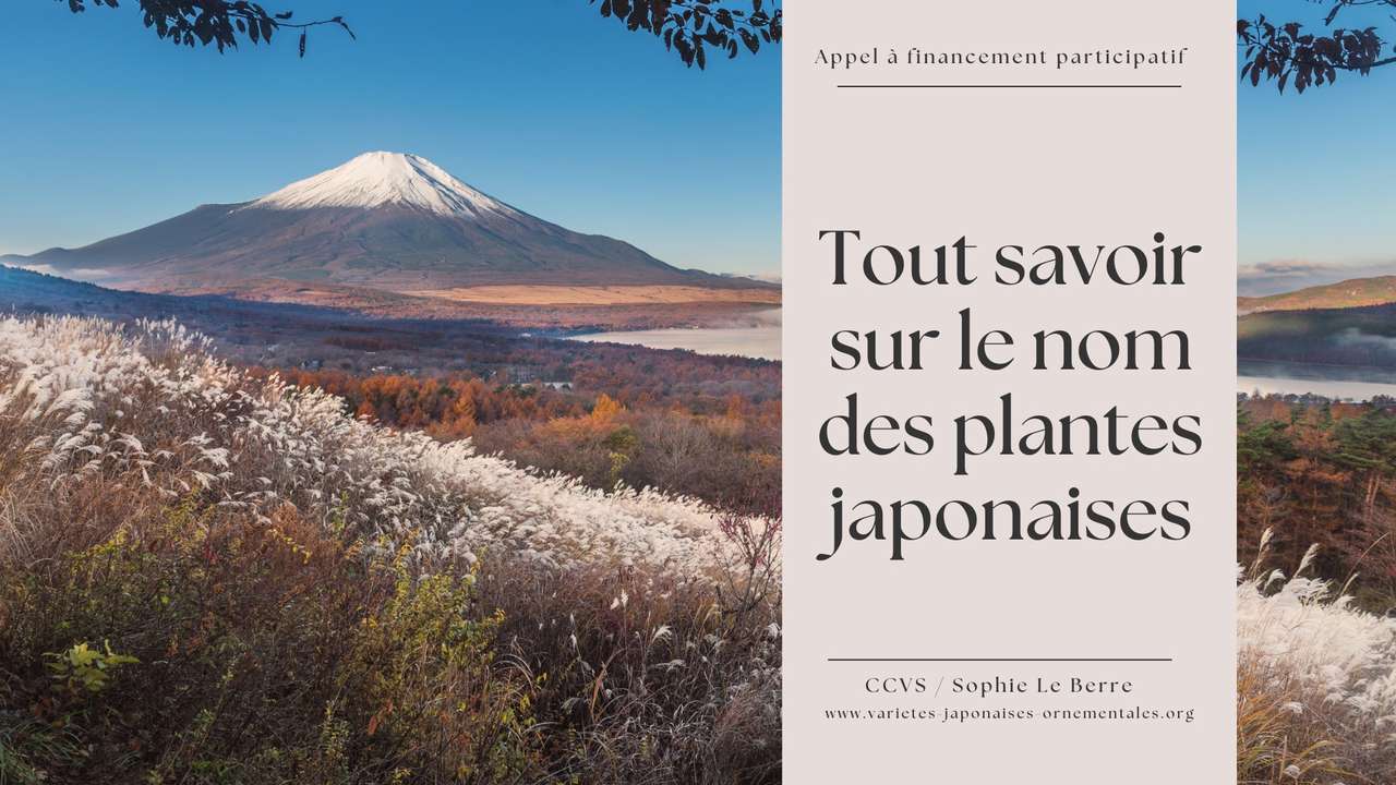 Japon : tout savoir sur le nom des plantes japonaises ! - Ulule