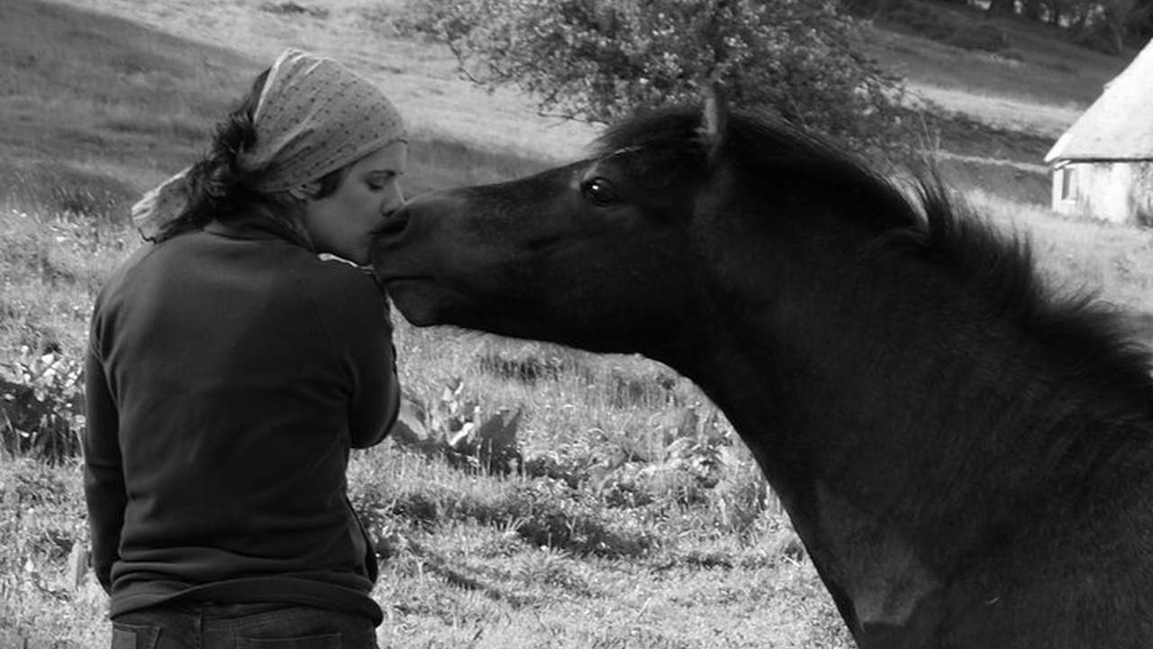 Poney Dartmoor, poney d'amour! - Ulule