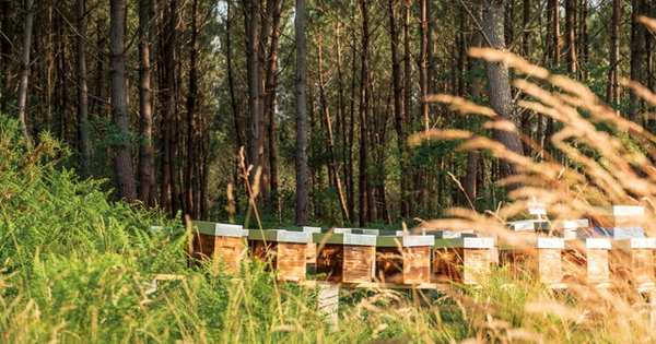 Soutenez l'Air de la ruche : un souffle venu des abeilles ! - Ulule