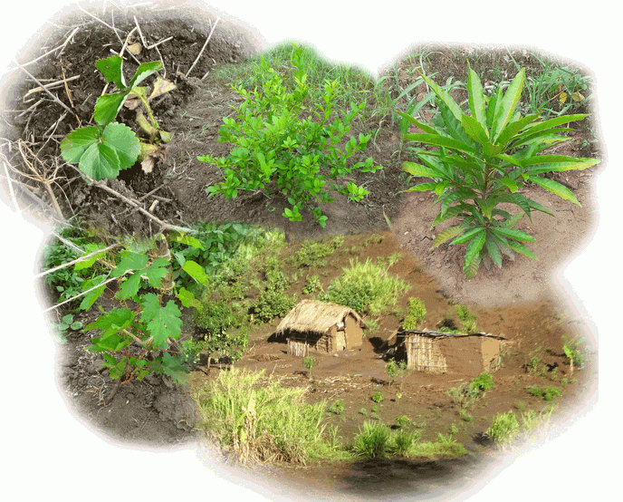 Des arbres fruitiers en Tanzanie - Ulule