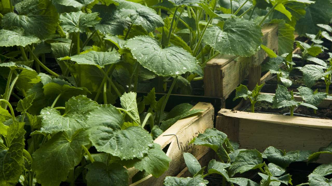 Les bons plants de Marie