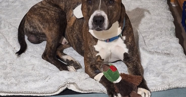 Aidez-nous à offrir une seconde chance à Titan