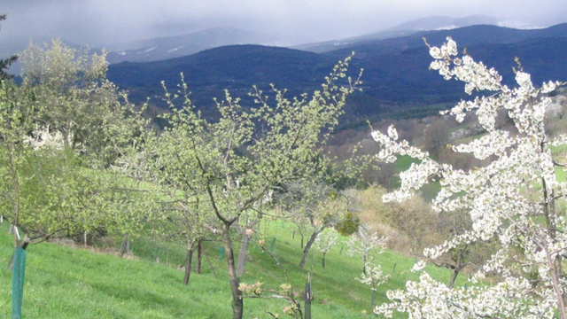 Projet Verger Conservatoire