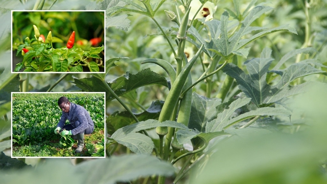 Projet Terre Fertile - Ulule