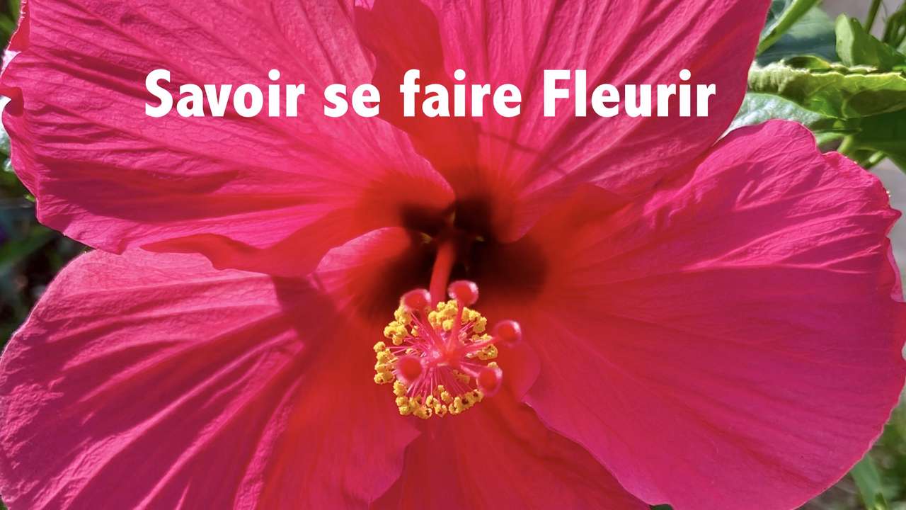 🌱 Aider-moi à AIDER l'HUMAIN en NOUS 🎉 ! - Ulule