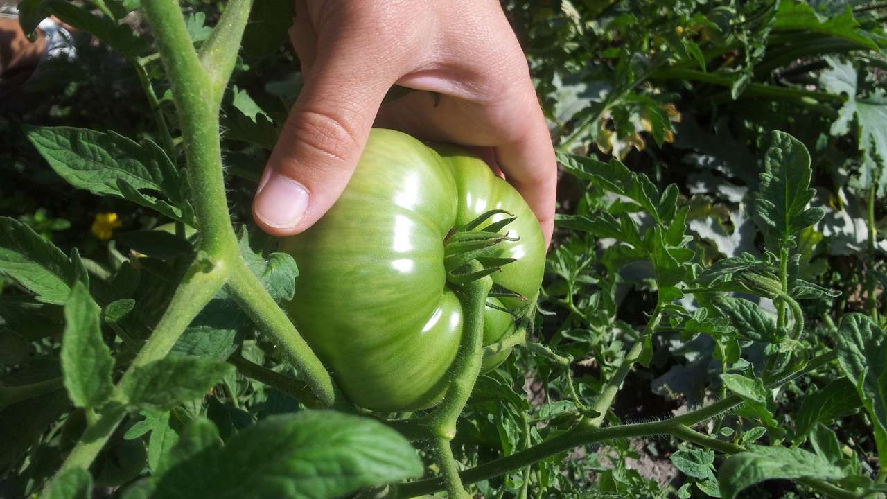 The Vegetable Garden of the Forgotten Varieties