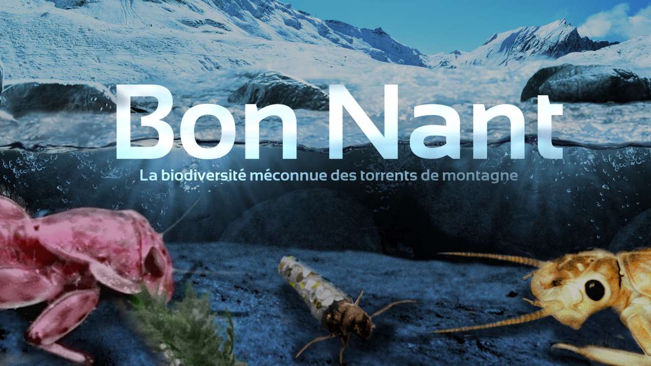 Documentaire sur la biodiversité des torrents de montagne