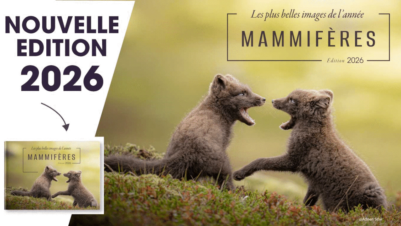 MAMMIFÈRES- Les plus belles images de l'année-2026