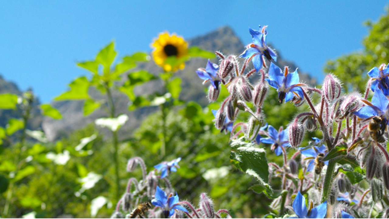 Production de plantes aromatiques