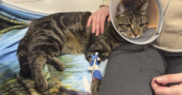 Aidez Luky à vaincre le cancer