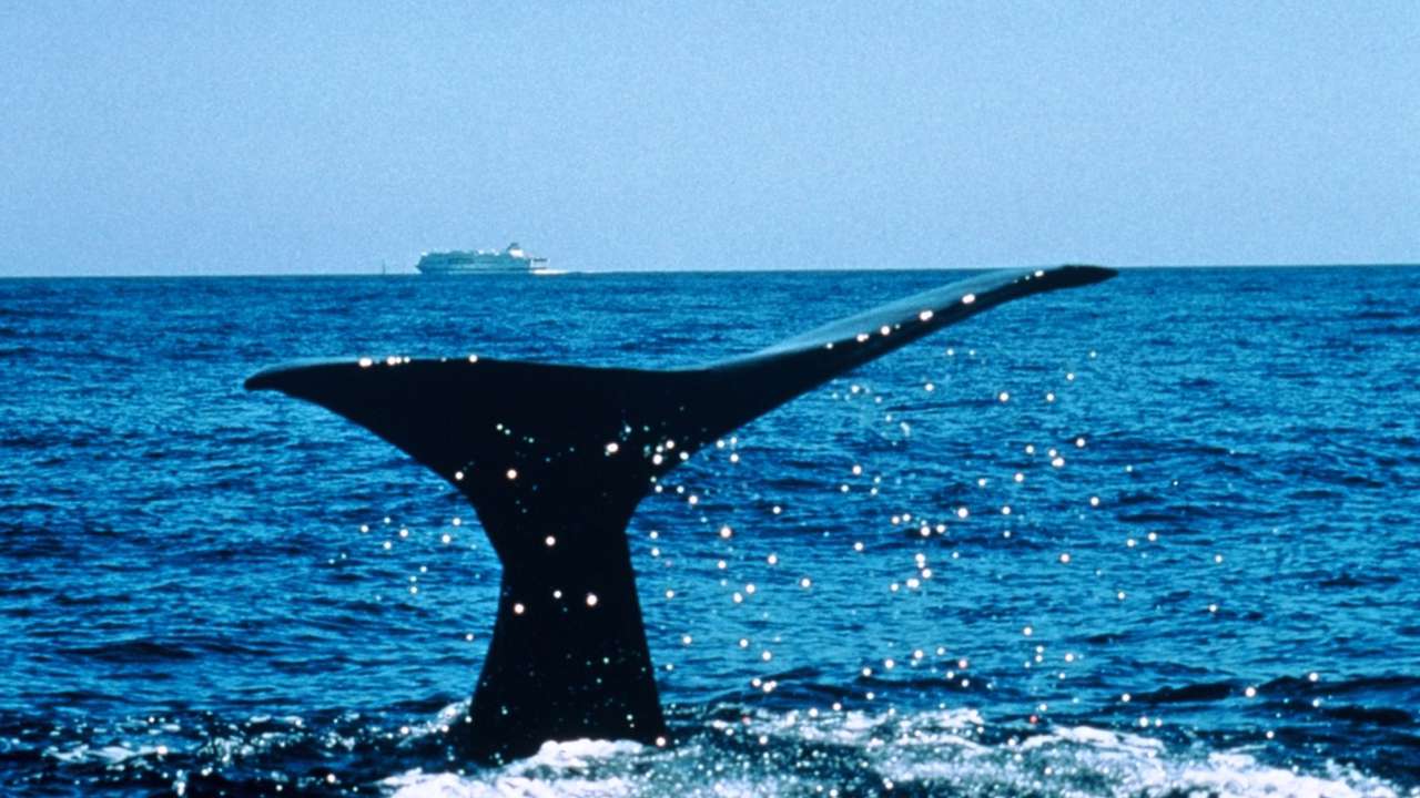 EAR the sound of the sea