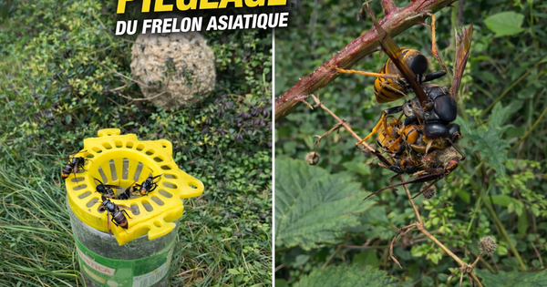 Piégeage sélectif des fondatrices du frelon asiatique à Doue - Ulule