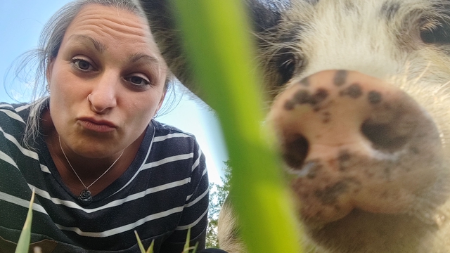 Projet Pigs & Vine, les cochons au service des vignerons