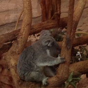 Gaëlle Husson - Ulule