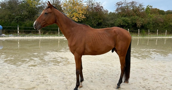 caval-horse