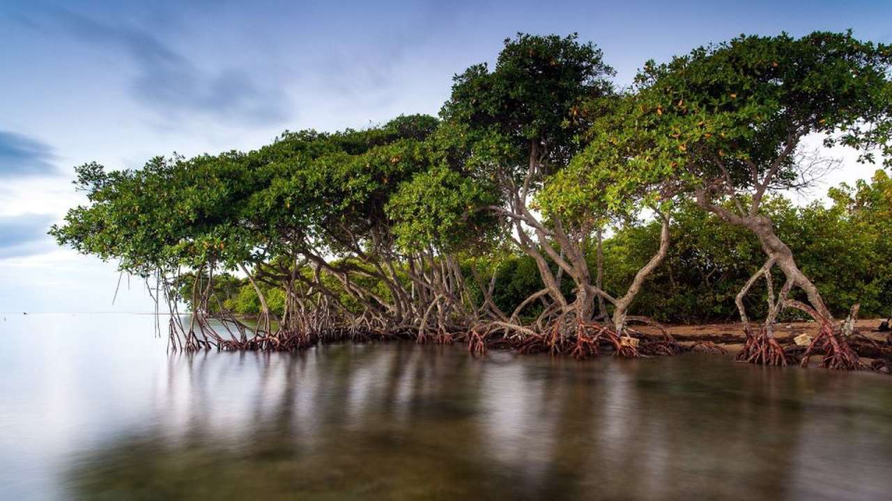 Documentaire sur la Mangrove en Colombie - Ulule