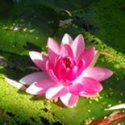 josettevergnaud - Ulule