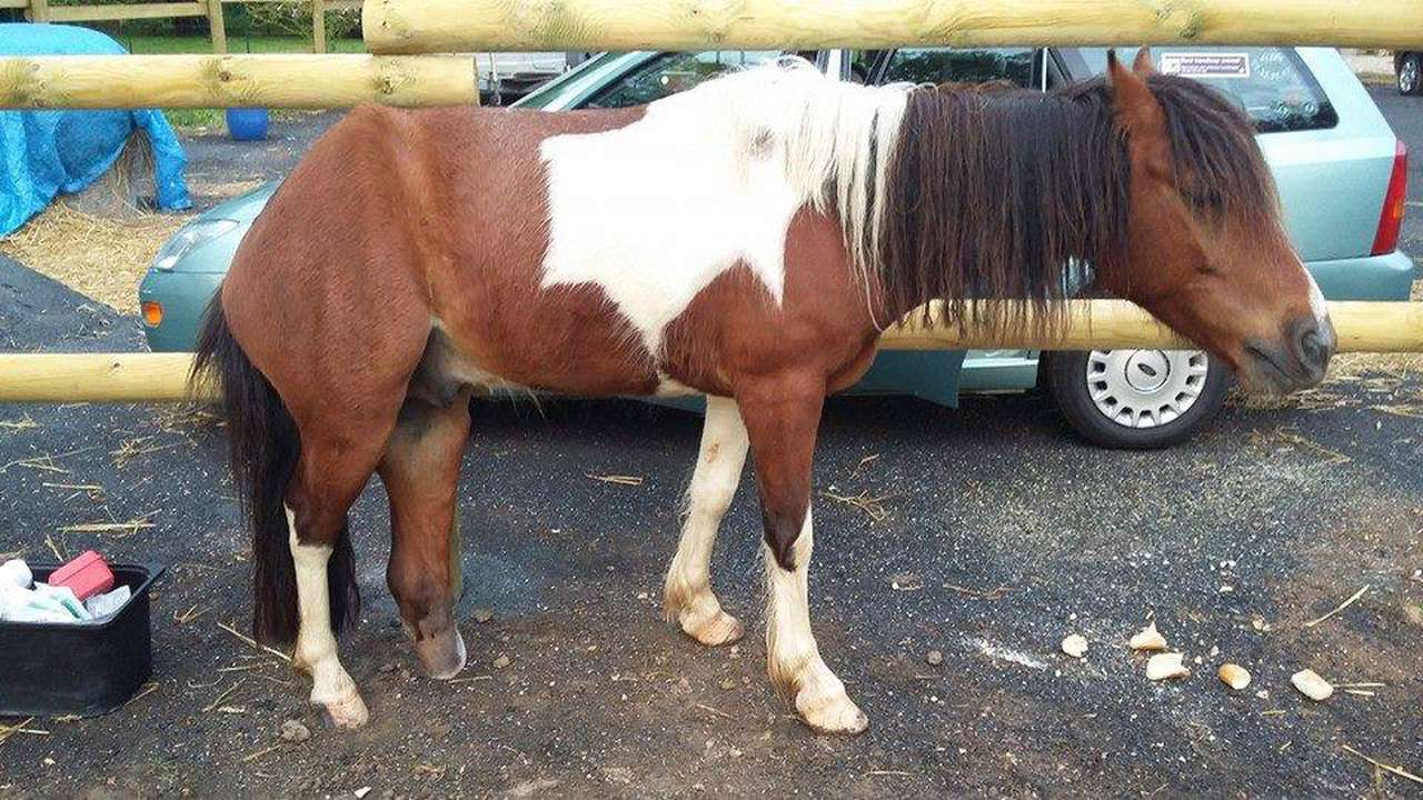 Disabled animals – Suzi Handicap Animal