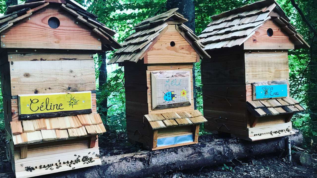 Parrainez des abeilles pour leur sauvegarde