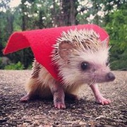 Bruno Gonzalvez - Ulule